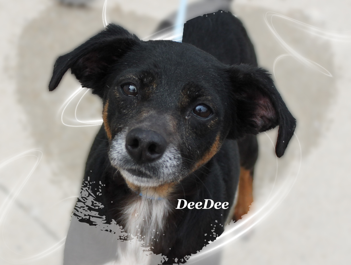 Available Dogs