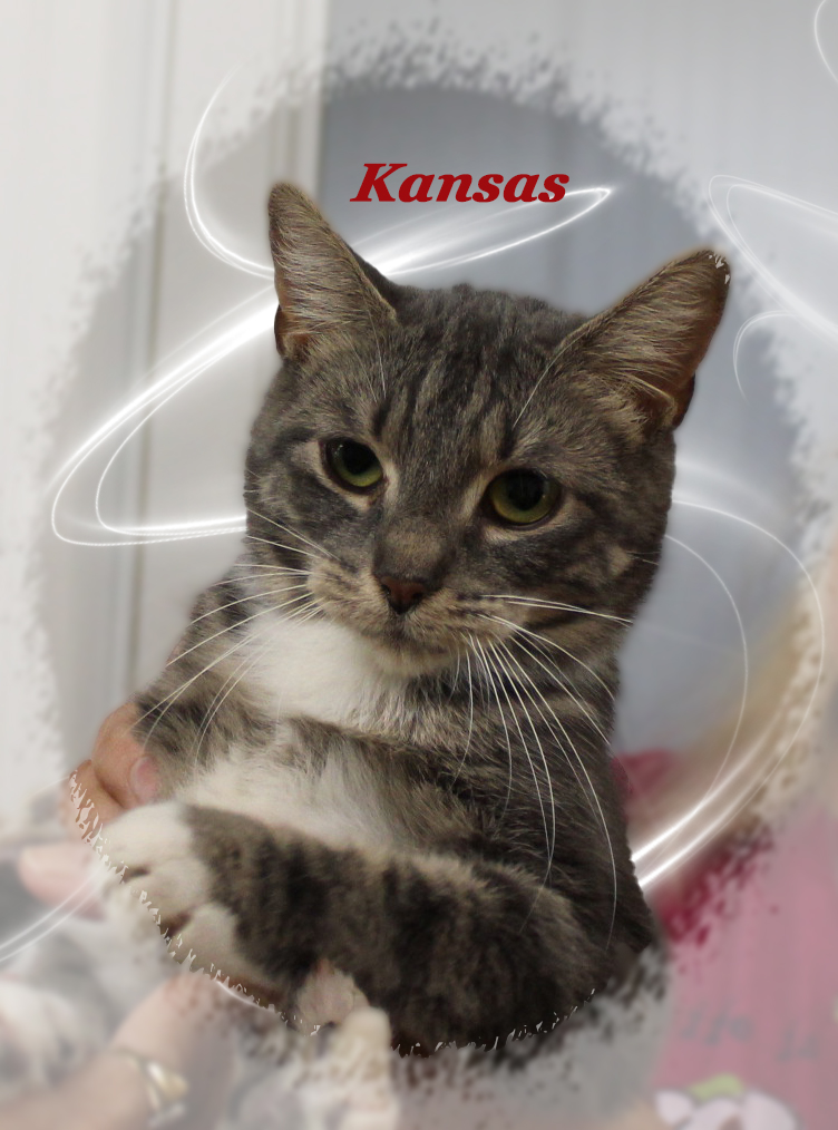 Available Cats