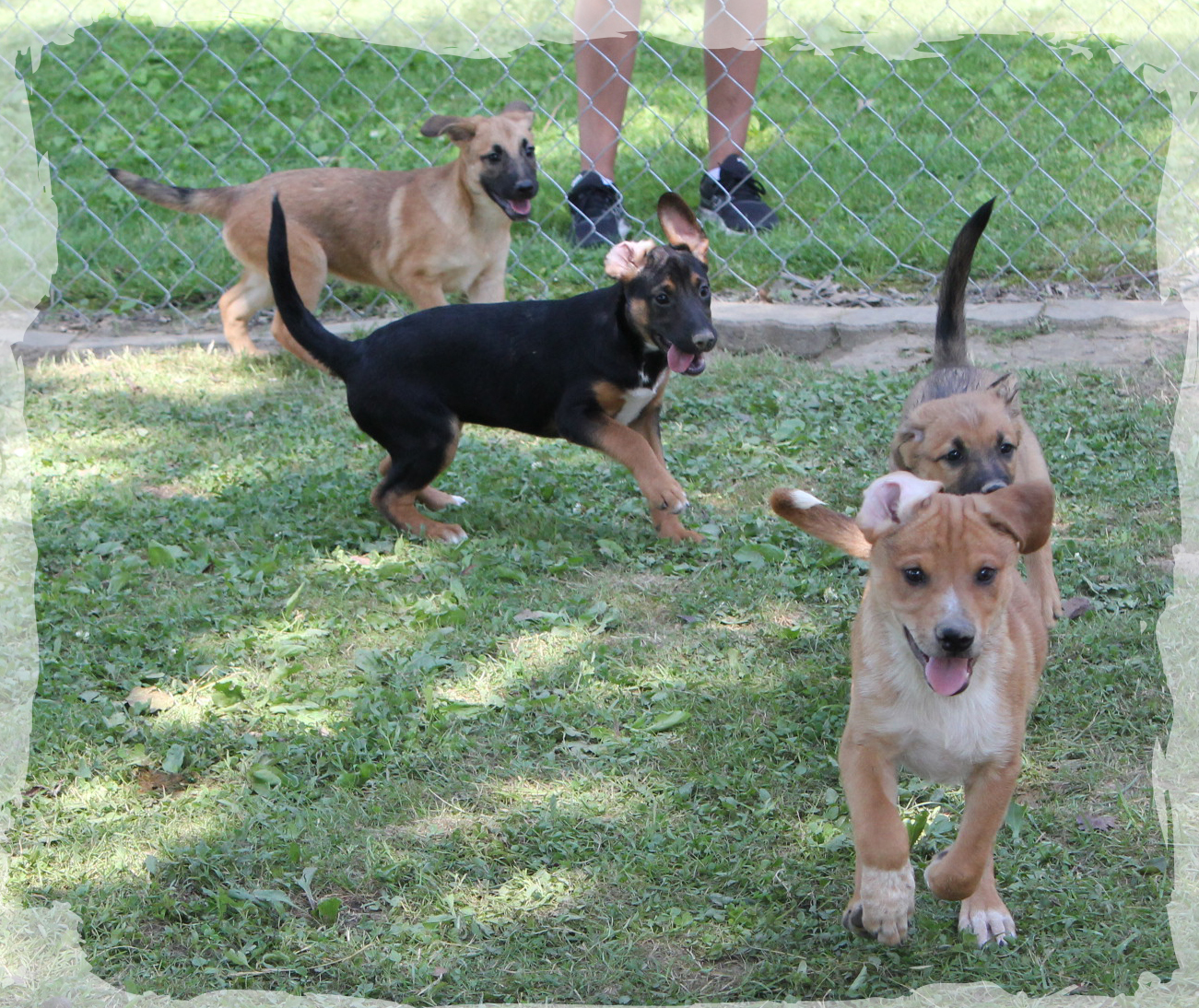 Available Dogs