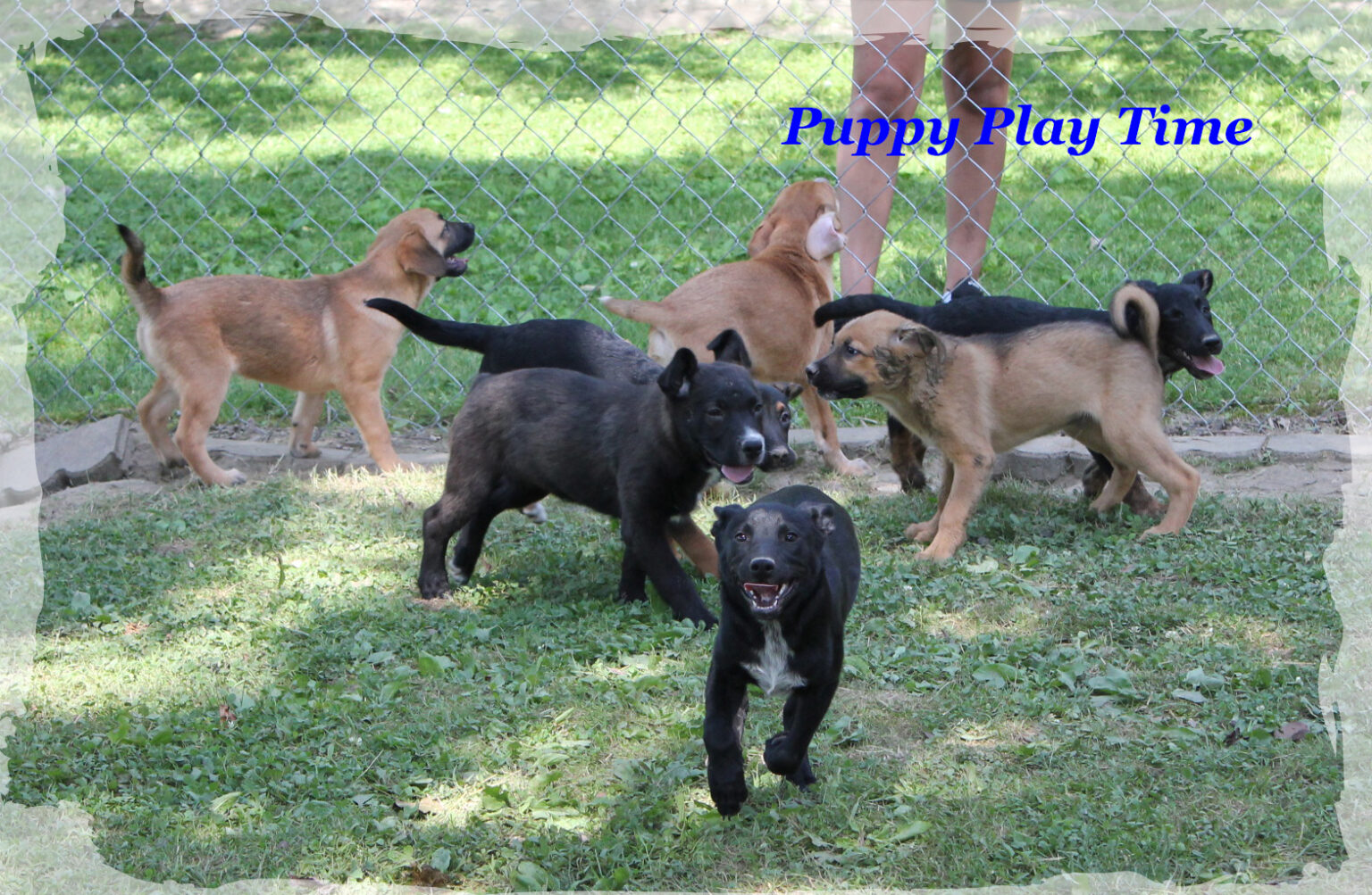 Available Dogs